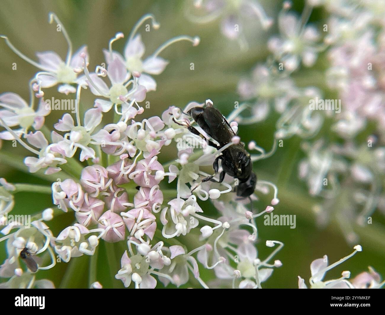 Square-headed Wasps, Sand Wasps, and Allies (Crabronidae Stock Photo ...