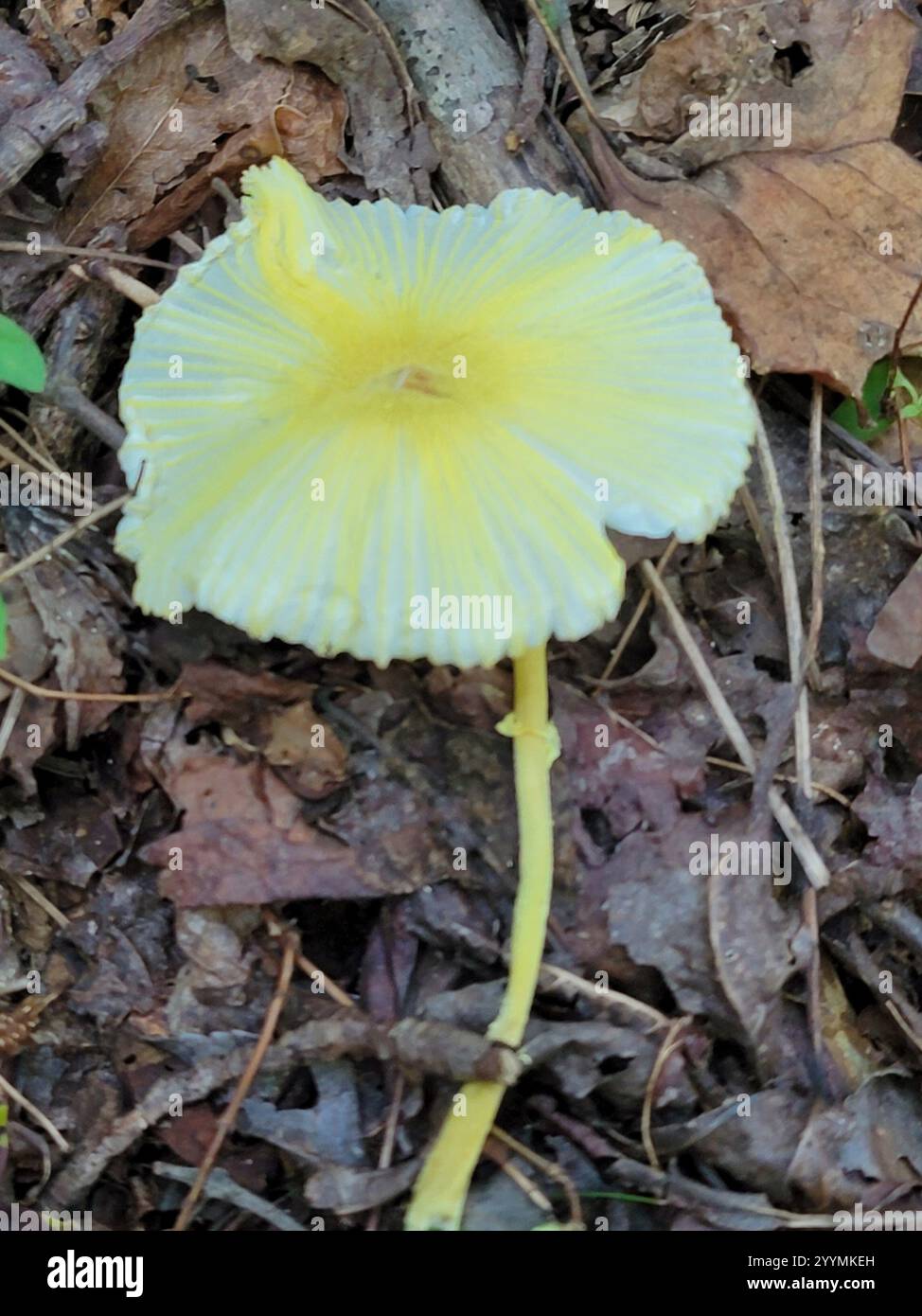 Leucocoprinus fragilissimus hi-res stock photography and images - Alamy