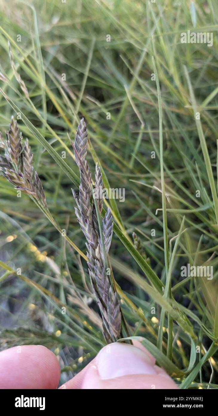 Saltgrass (Distichlis spicata Stock Photo - Alamy