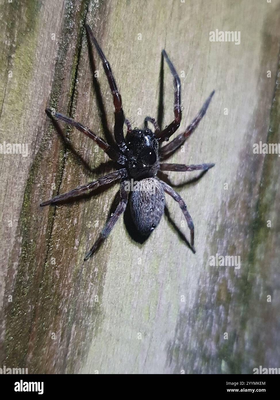Badumna longinqua hi-res stock photography and images - Alamy