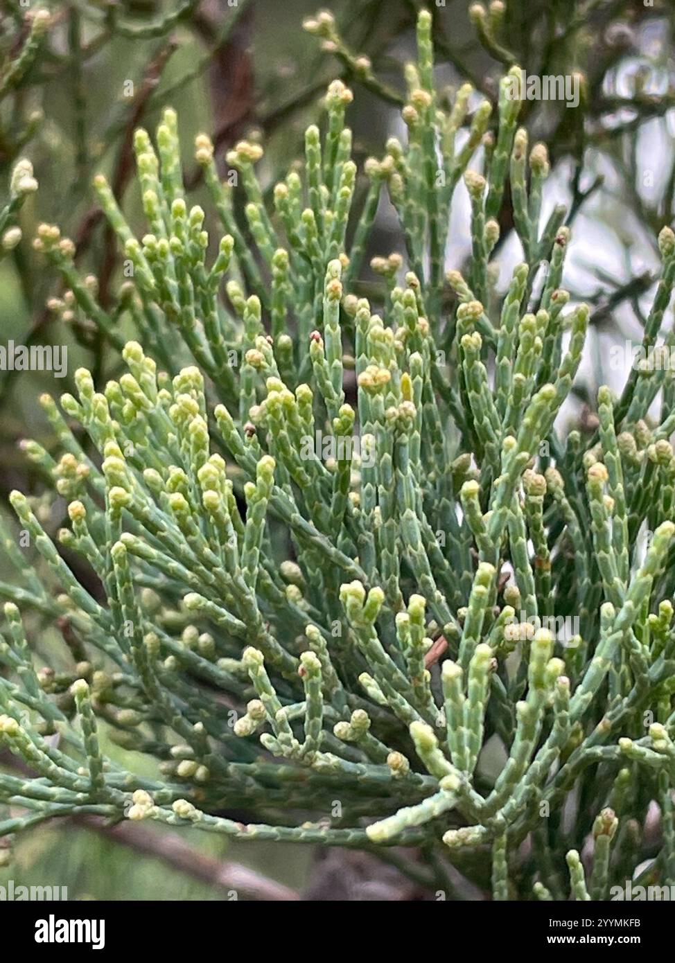 White Cypress-pine (Callitris glaucophylla Stock Photo - Alamy