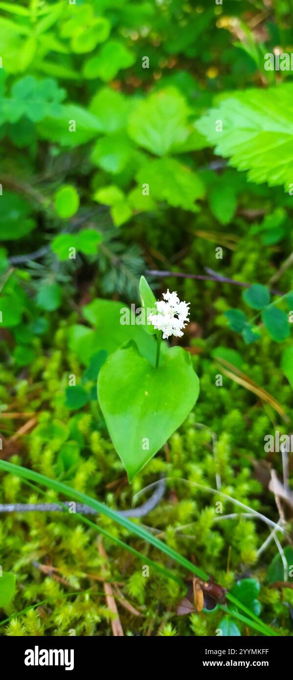 May Lily (Maianthemum bifolium Stock Photo - Alamy