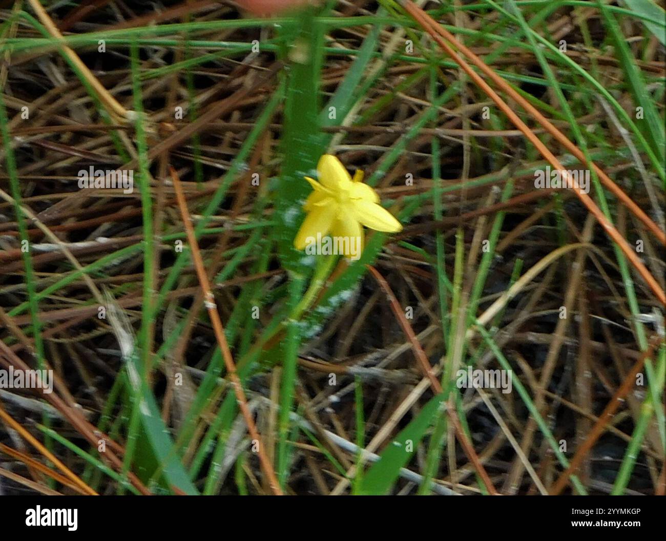 fringed star grass (Hypoxis juncea Stock Photo - Alamy