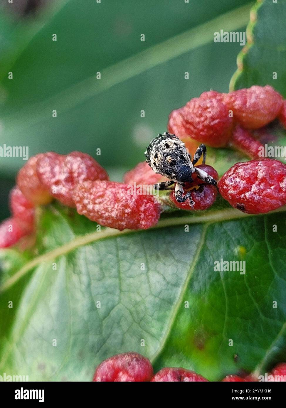 Poplar-and-Willow Borer (Cryptorhynchus lapathi Stock Photo - Alamy