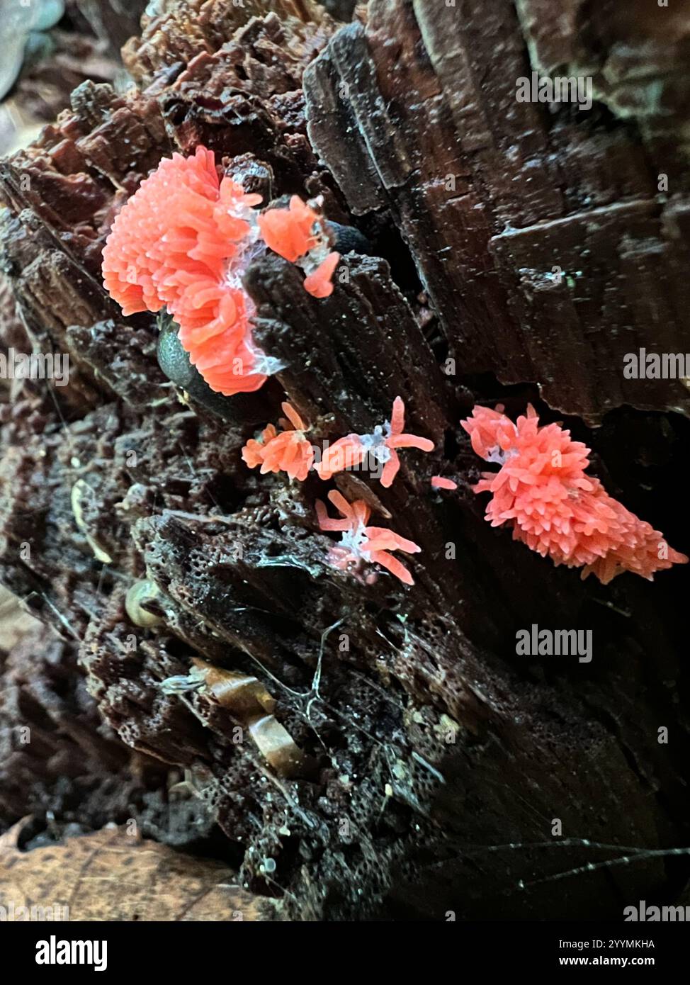 (Tubifera ferruginosa acutissima Stock Photo - Alamy