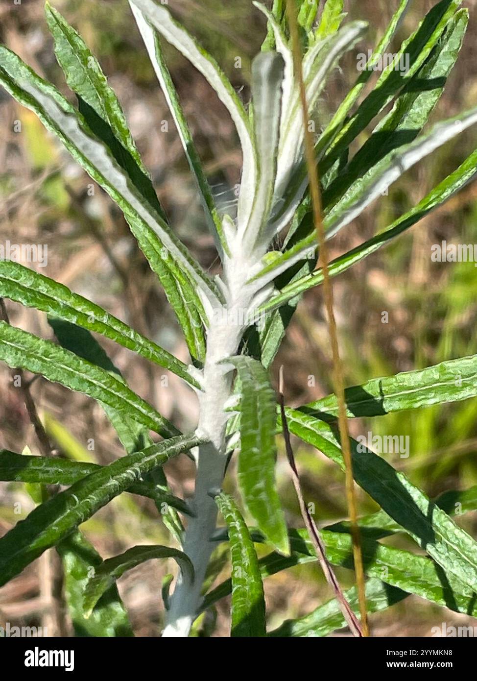 sweet everlasting (Pseudognaphalium obtusifolium Stock Photo - Alamy
