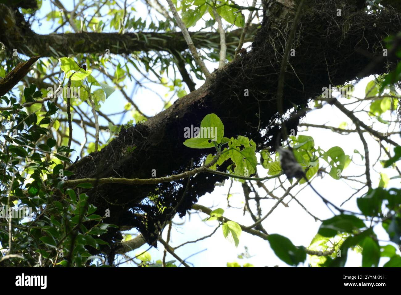 Giant Stinging Tree (Dendrocnide excelsa Stock Photo - Alamy
