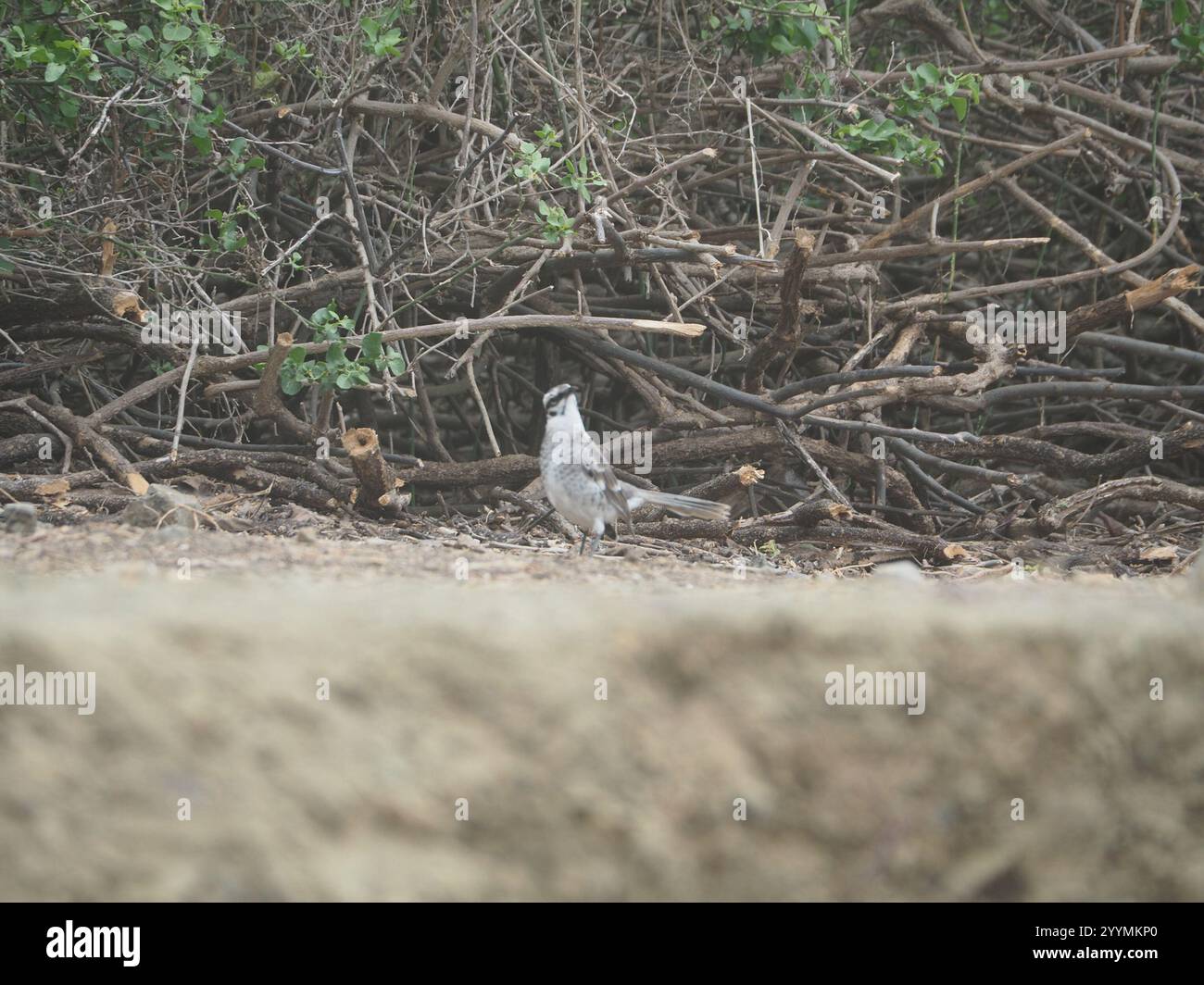 Long-tailed Mockingbird (Mimus longicaudatus Stock Photo - Alamy