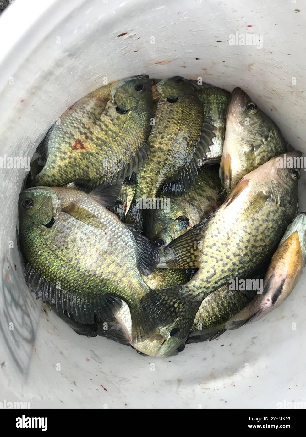Black crappie hi-res stock photography and images - Alamy