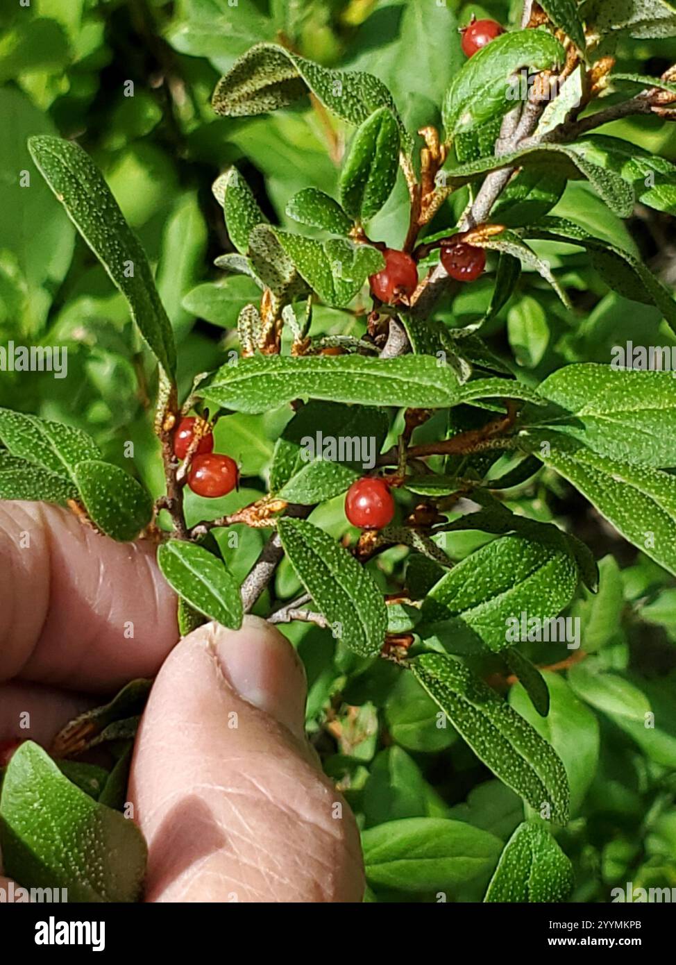 Canadian buffalo-berry (Shepherdia canadensis Stock Photo - Alamy