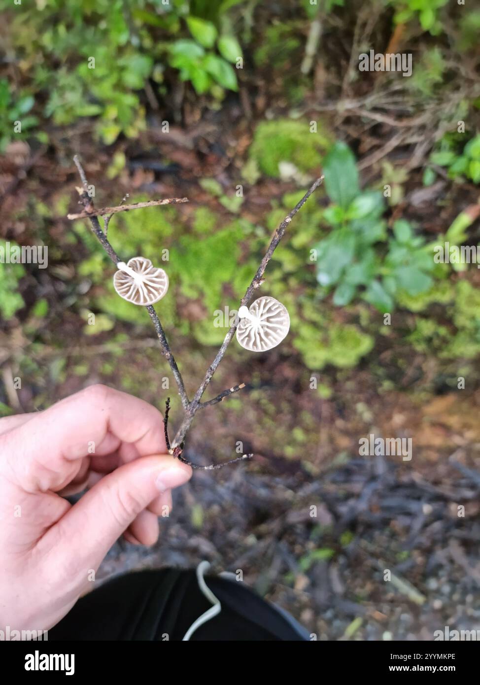 Austral Dripping Bonnet (Roridomyces austrororidus Stock Photo - Alamy