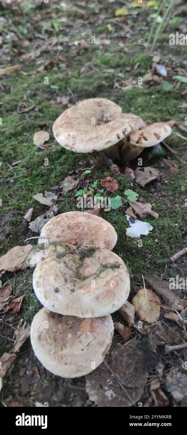 Blushing Milkcap (Lactarius controversus Stock Photo - Alamy
