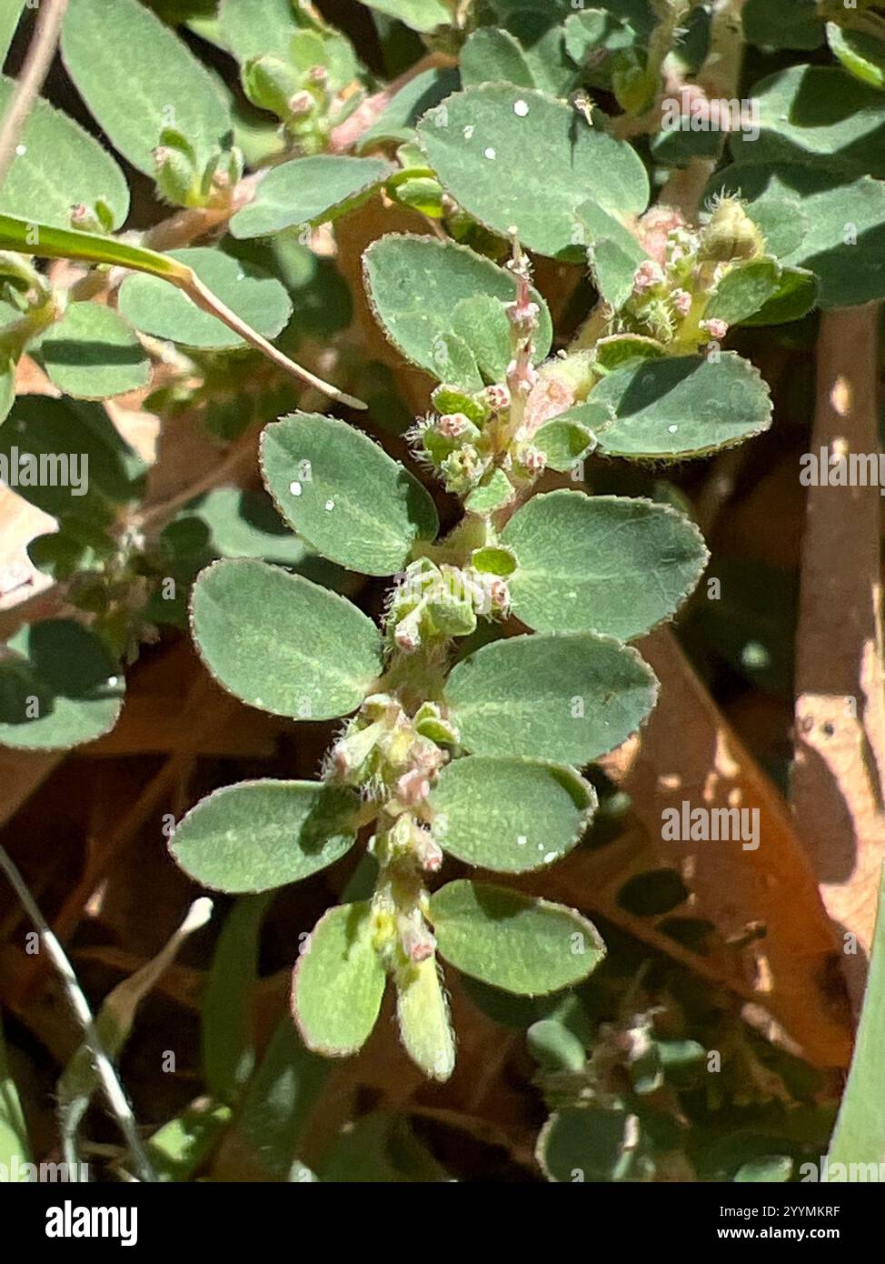 prostrate sandmat (Euphorbia prostrata Stock Photo - Alamy