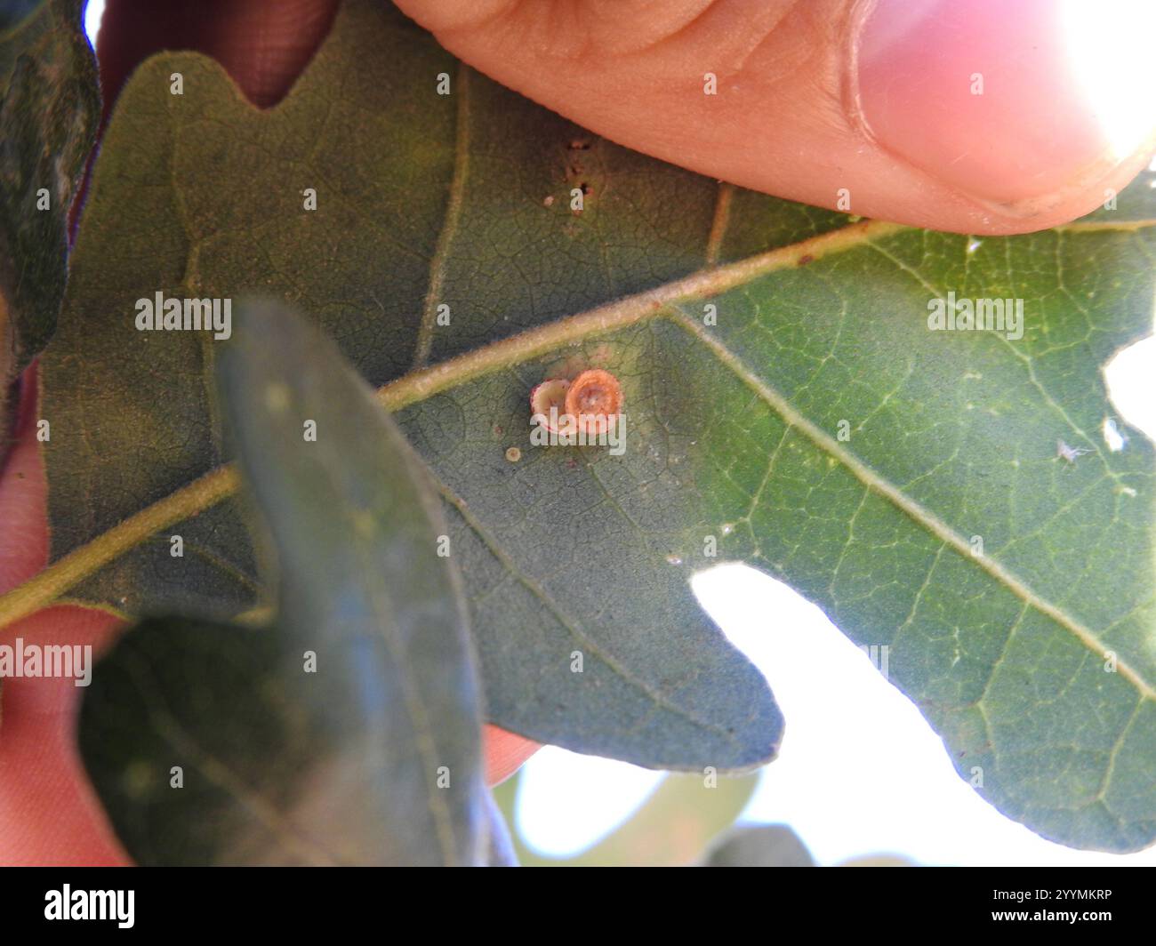 Disc Gall Wasp (Feron parmula Stock Photo - Alamy