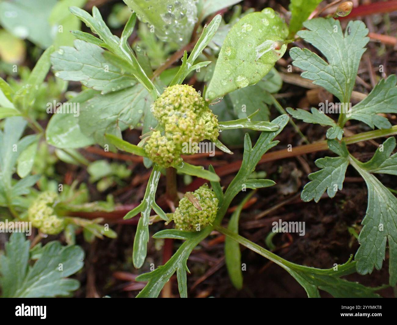 northern sanicle (Sanicula graveolens Stock Photo - Alamy