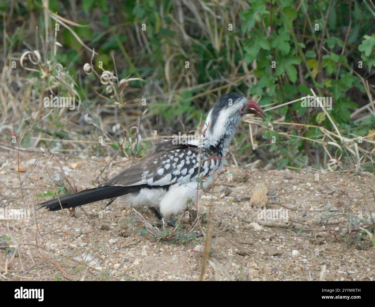 Southern Red-billed Hornbill (Tockus rufirostris Stock Photo - Alamy