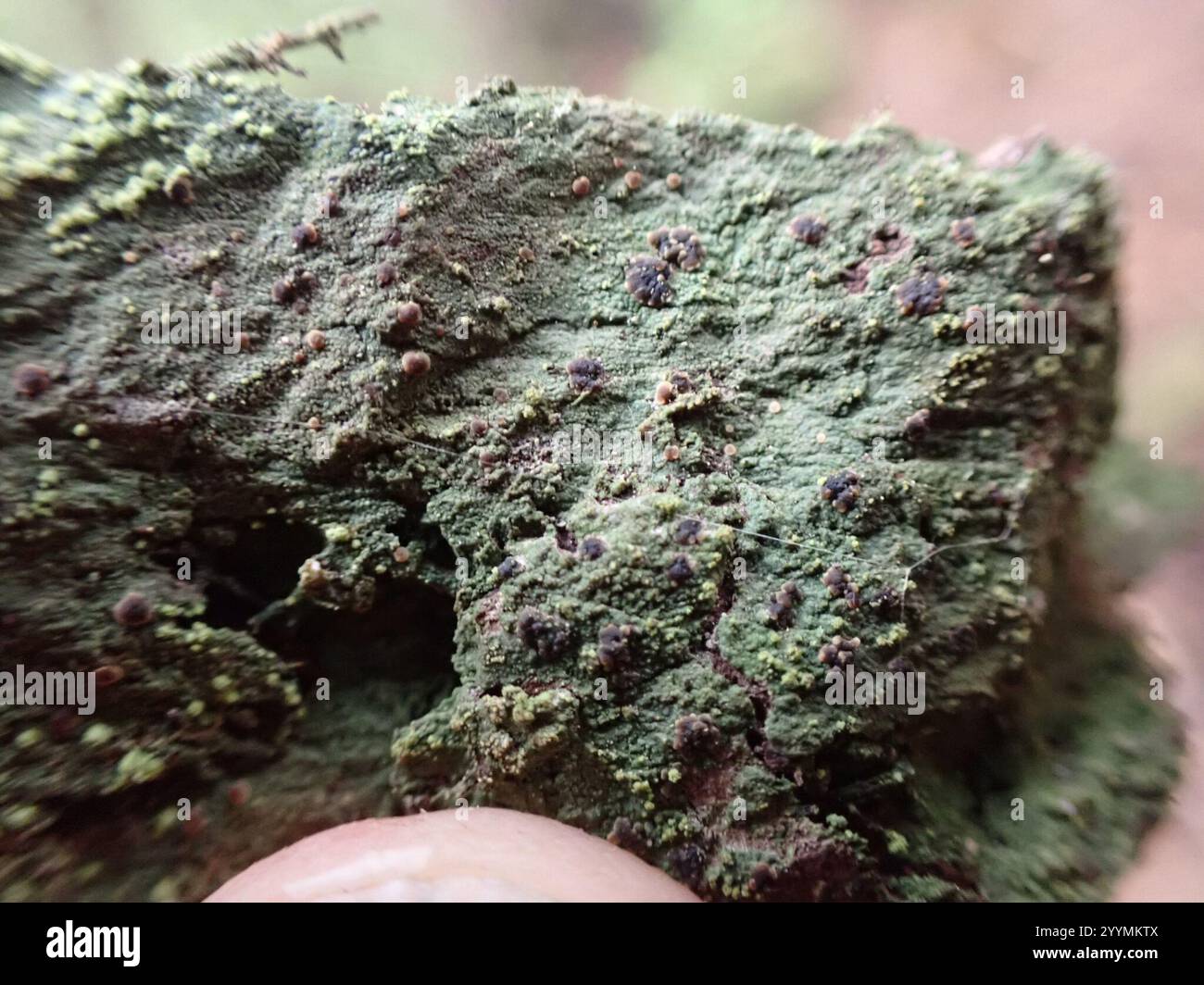 Ascomycete Fungi (Ascomycota Stock Photo - Alamy