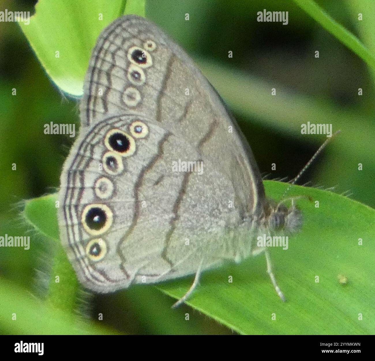 Carolina Satyr (Hermeuptychia sosybius Stock Photo - Alamy