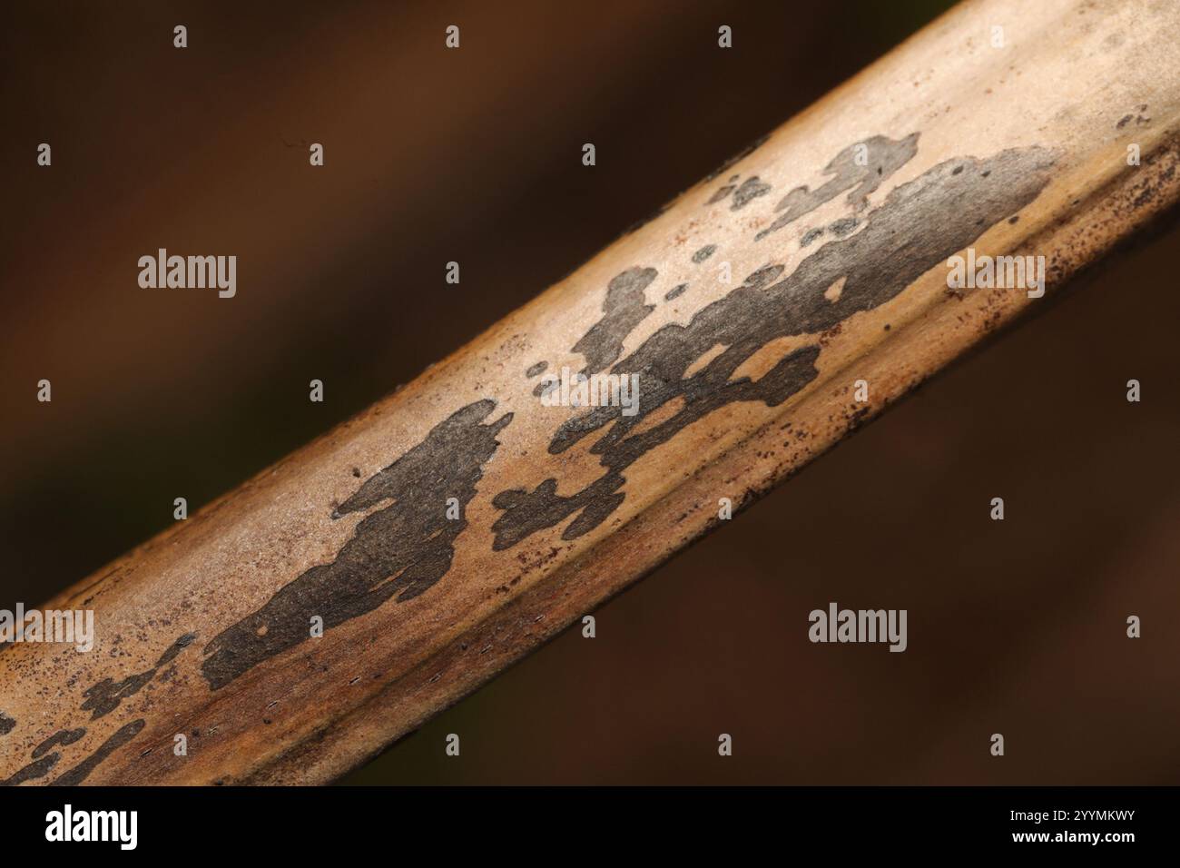 Map of bracken hi-res stock photography and images - Alamy