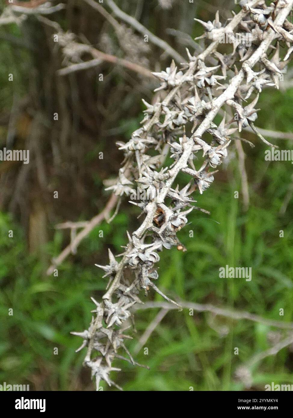 fetterbush (Eubotrys racemosa Stock Photo - Alamy