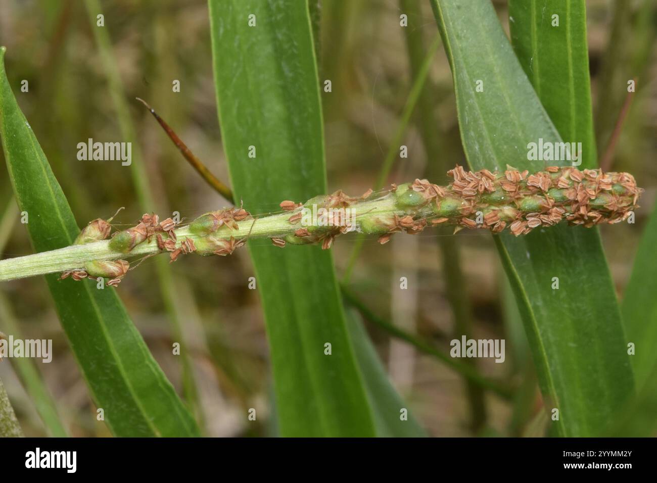 Alaska Plantain (Plantago macrocarpa Stock Photo - Alamy