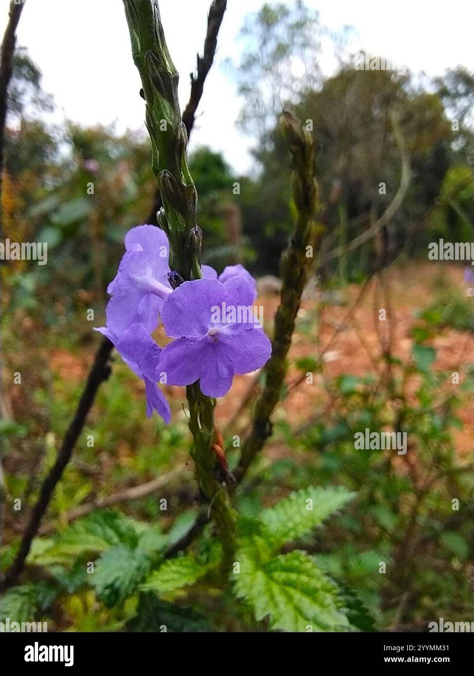 Nettleleaf Velvetberry (Stachytarpheta urticifolia Stock Photo - Alamy