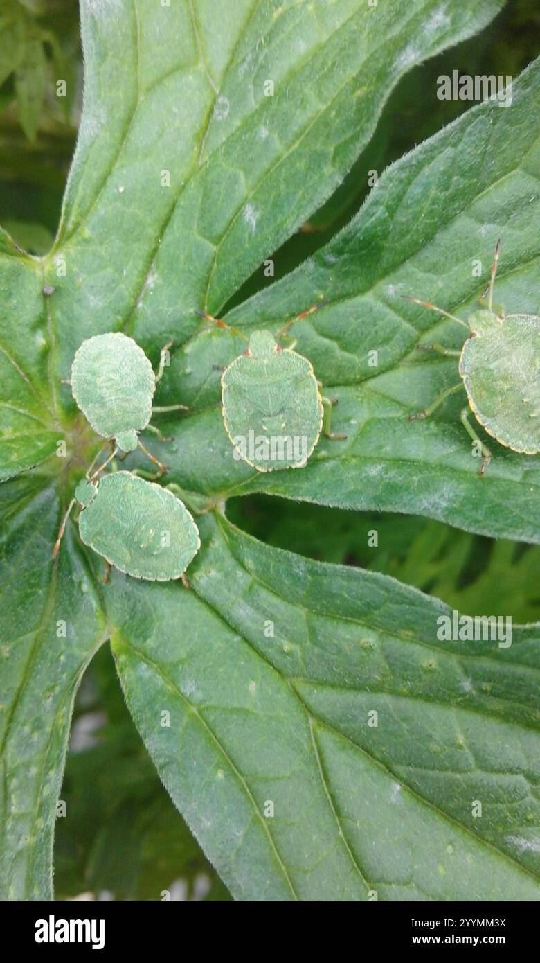 Green Shield Bug (Palomena prasina Stock Photo - Alamy