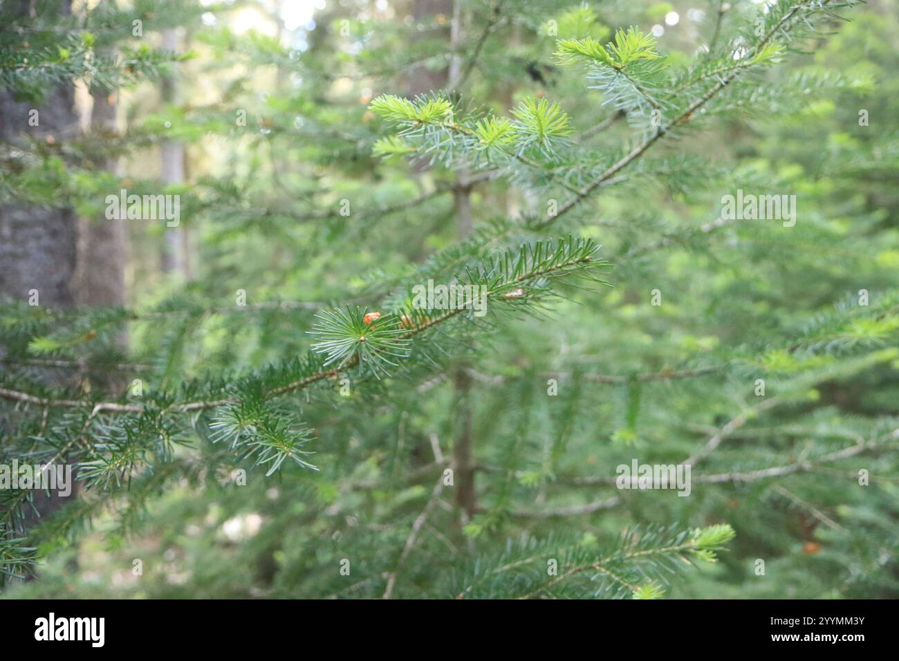 subalpine fir (Abies lasiocarpa Stock Photo - Alamy