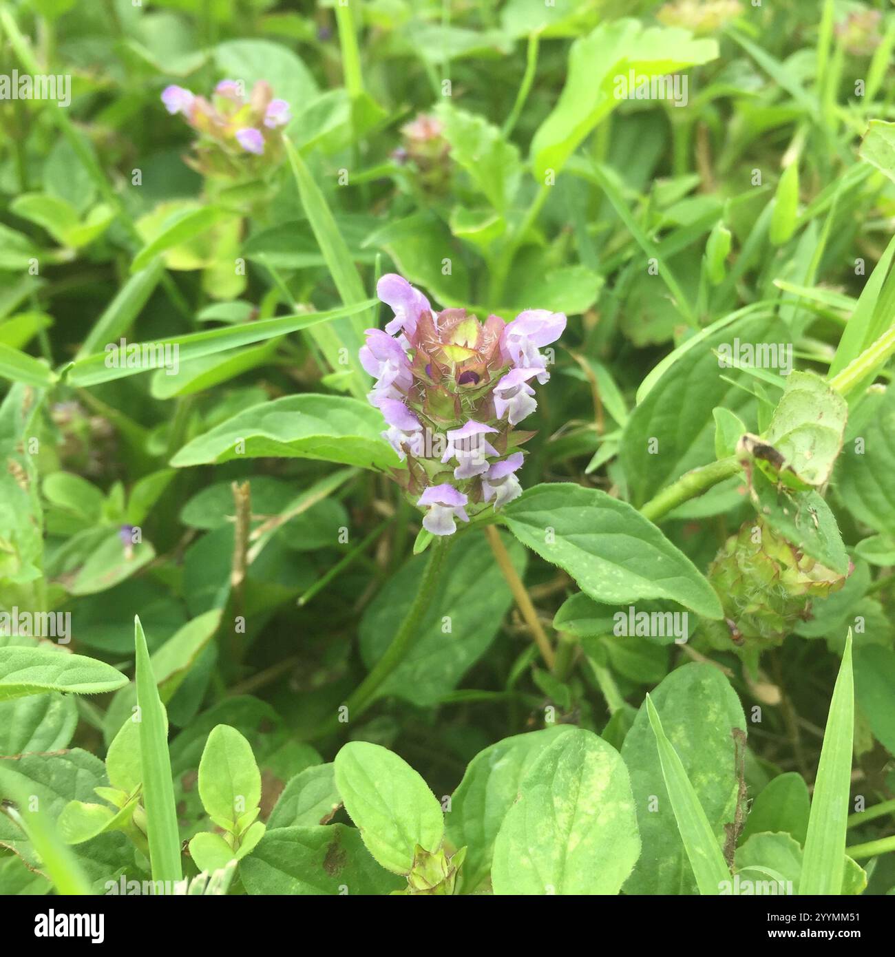 common selfheal (Prunella vulgaris Stock Photo - Alamy