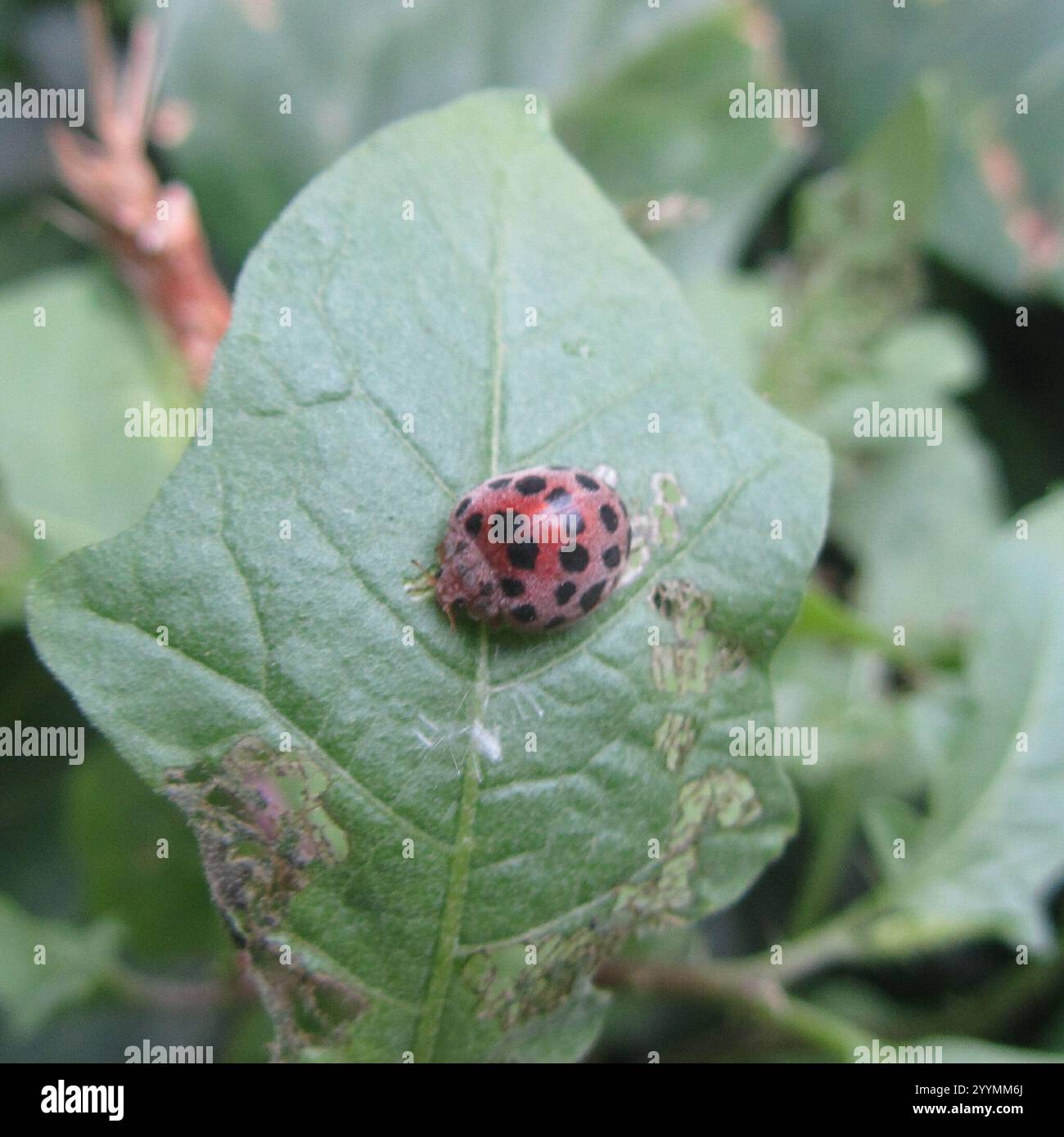 Hadda Beetle (Henosepilachna vigintioctopunctata Stock Photo - Alamy