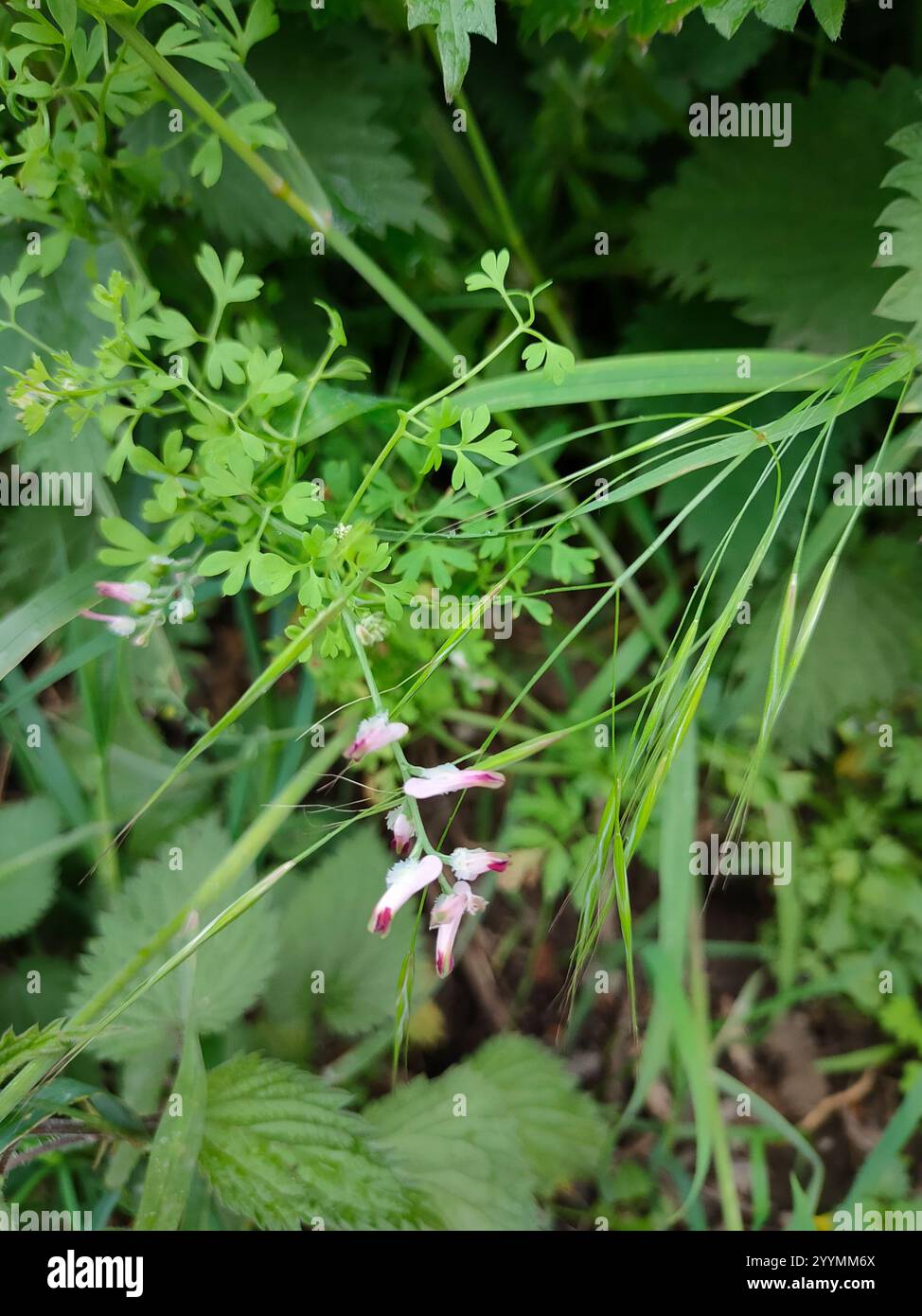 Common ramping fumitory hi-res stock photography and images - Alamy