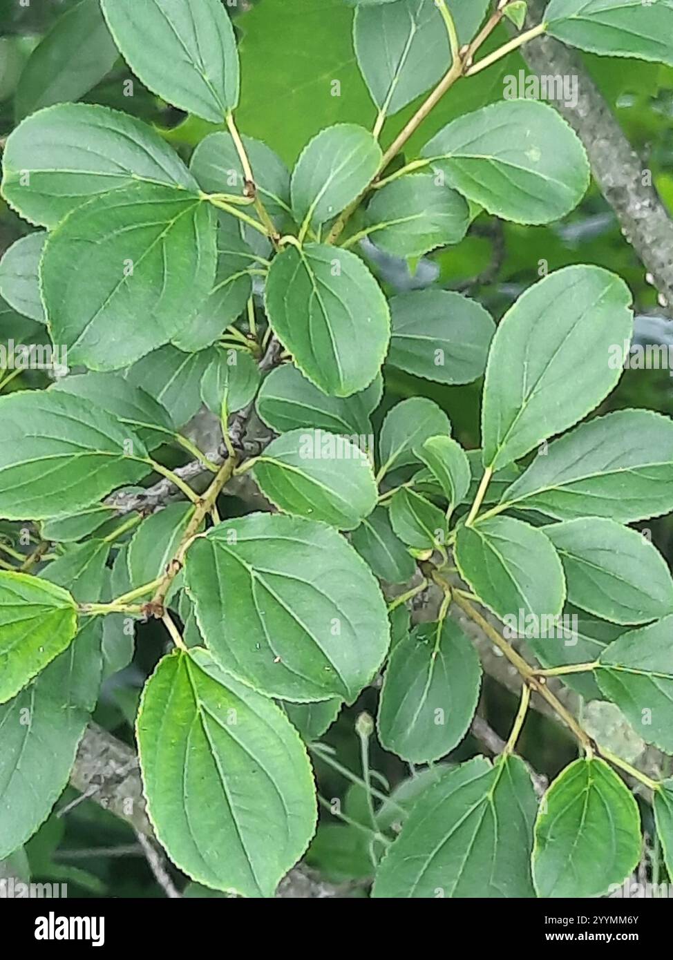 common buckthorn (Rhamnus cathartica Stock Photo - Alamy