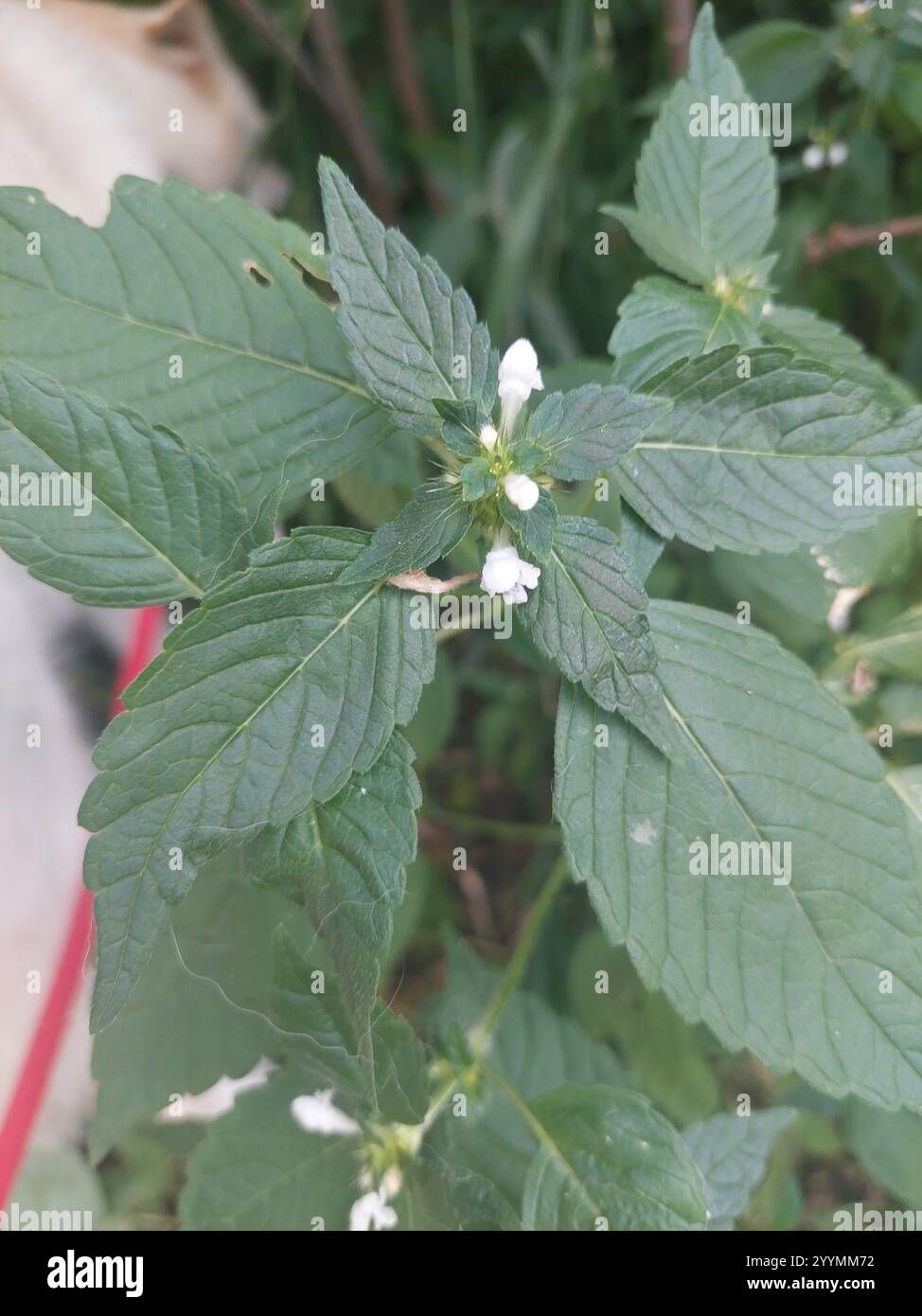 Common hemp-nettle (Galeopsis tetrahit Stock Photo - Alamy