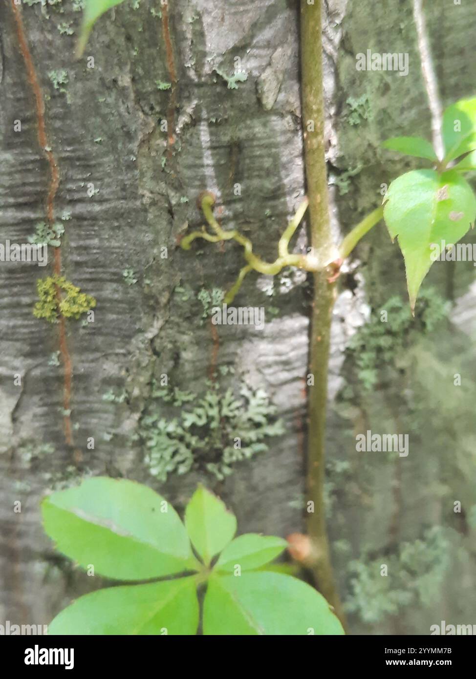 thicket creeper (Parthenocissus inserta Stock Photo - Alamy