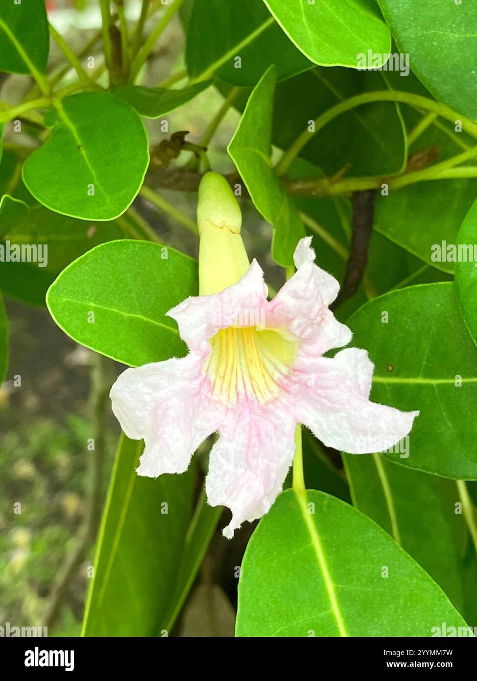 Pink Trumpet-tree (Tabebuia heterophylla Stock Photo - Alamy