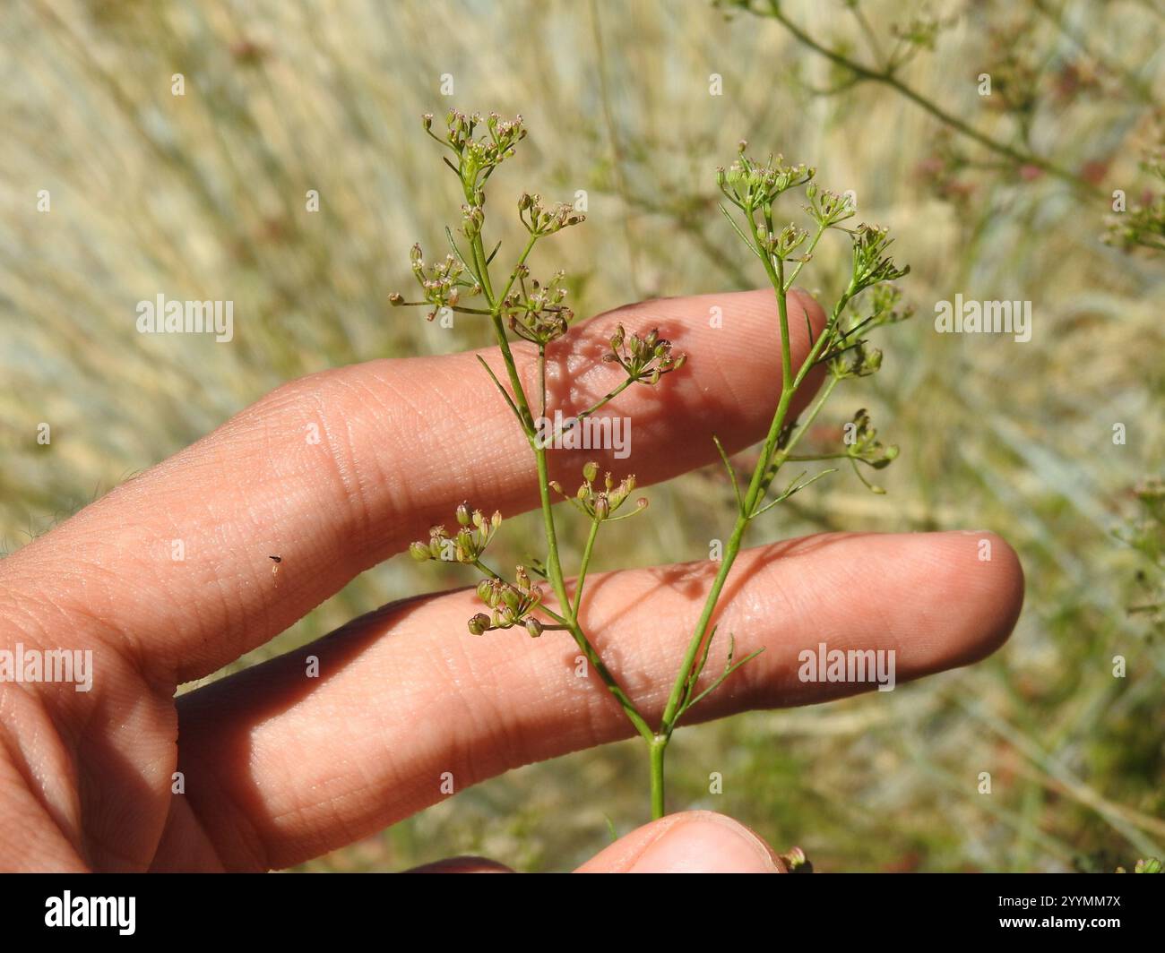 Marsh parsley (Cyclospermum leptophyllum Stock Photo - Alamy