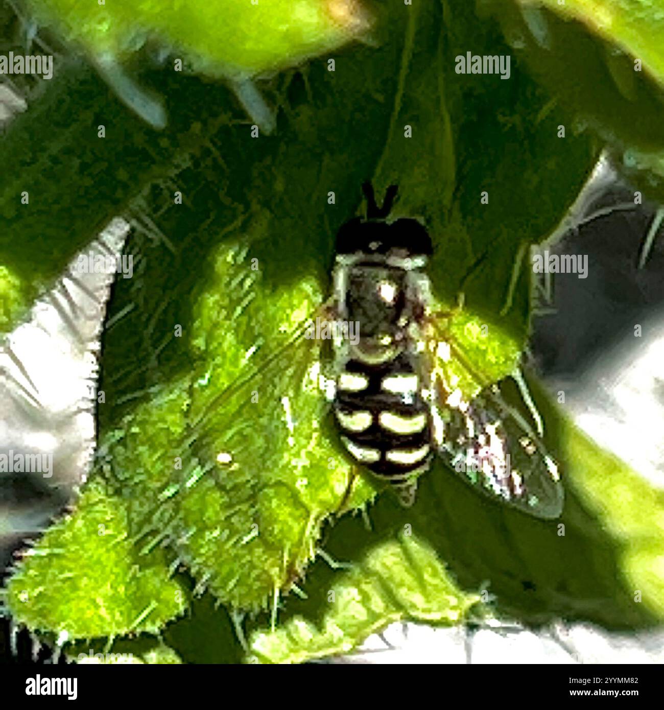 Large-tailed Aphideater (Eupeodes volucris Stock Photo - Alamy