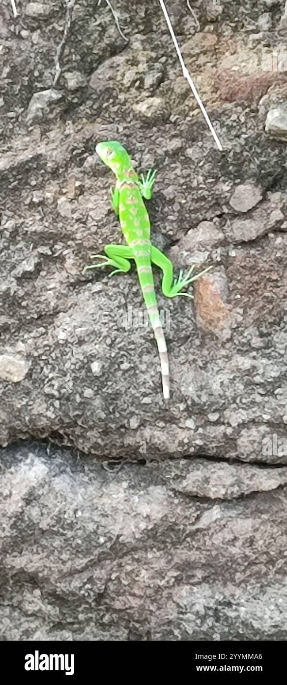 Saban black iguana (Iguana iguana melanoderma Stock Photo - Alamy