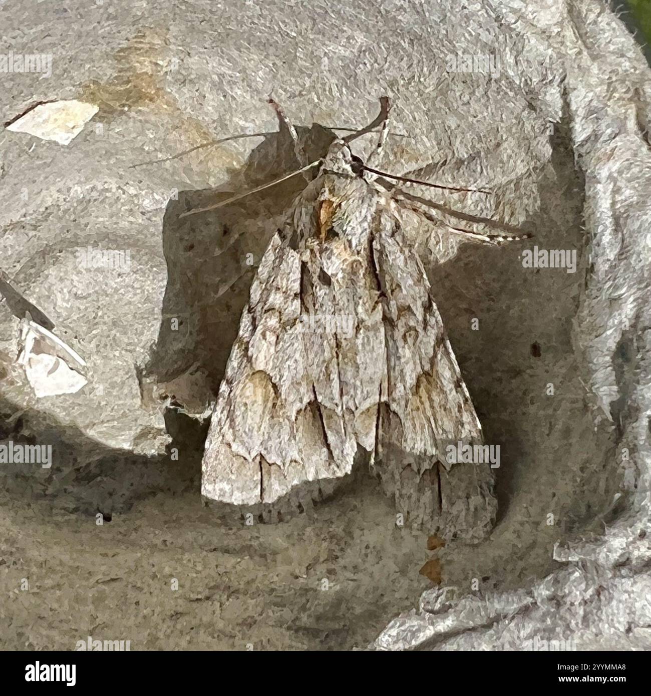 Ochre Dagger (Acronicta morula Stock Photo - Alamy