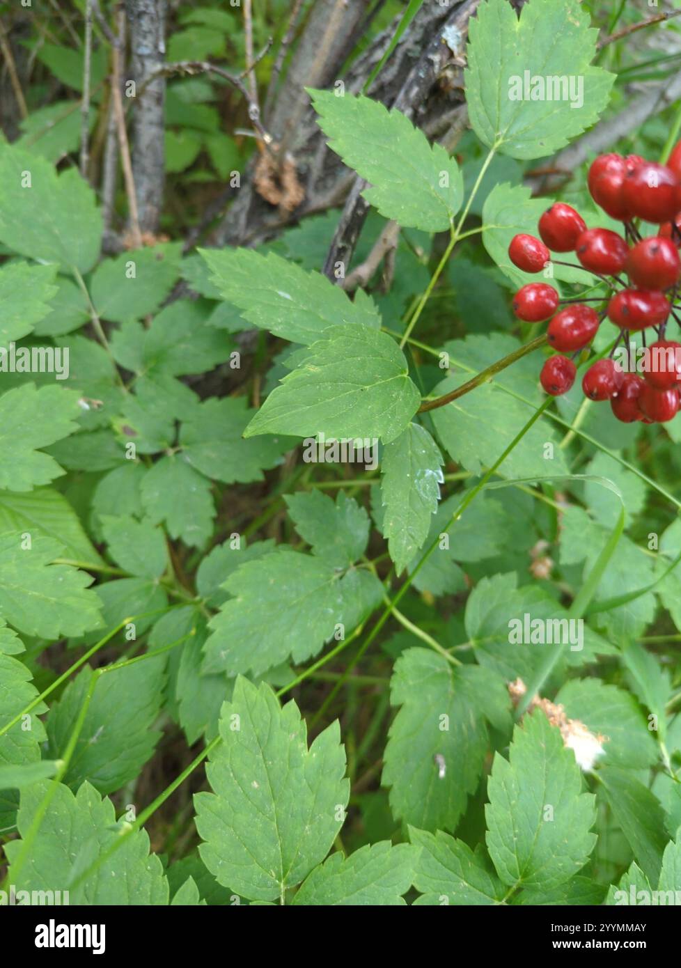red baneberry (Actaea rubra Stock Photo - Alamy