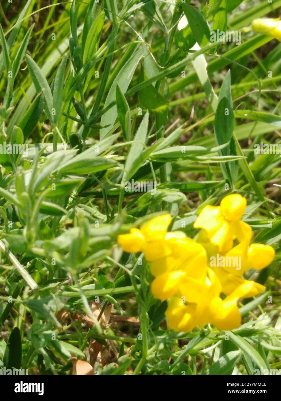 meadow pea (Lathyrus pratensis Stock Photo - Alamy