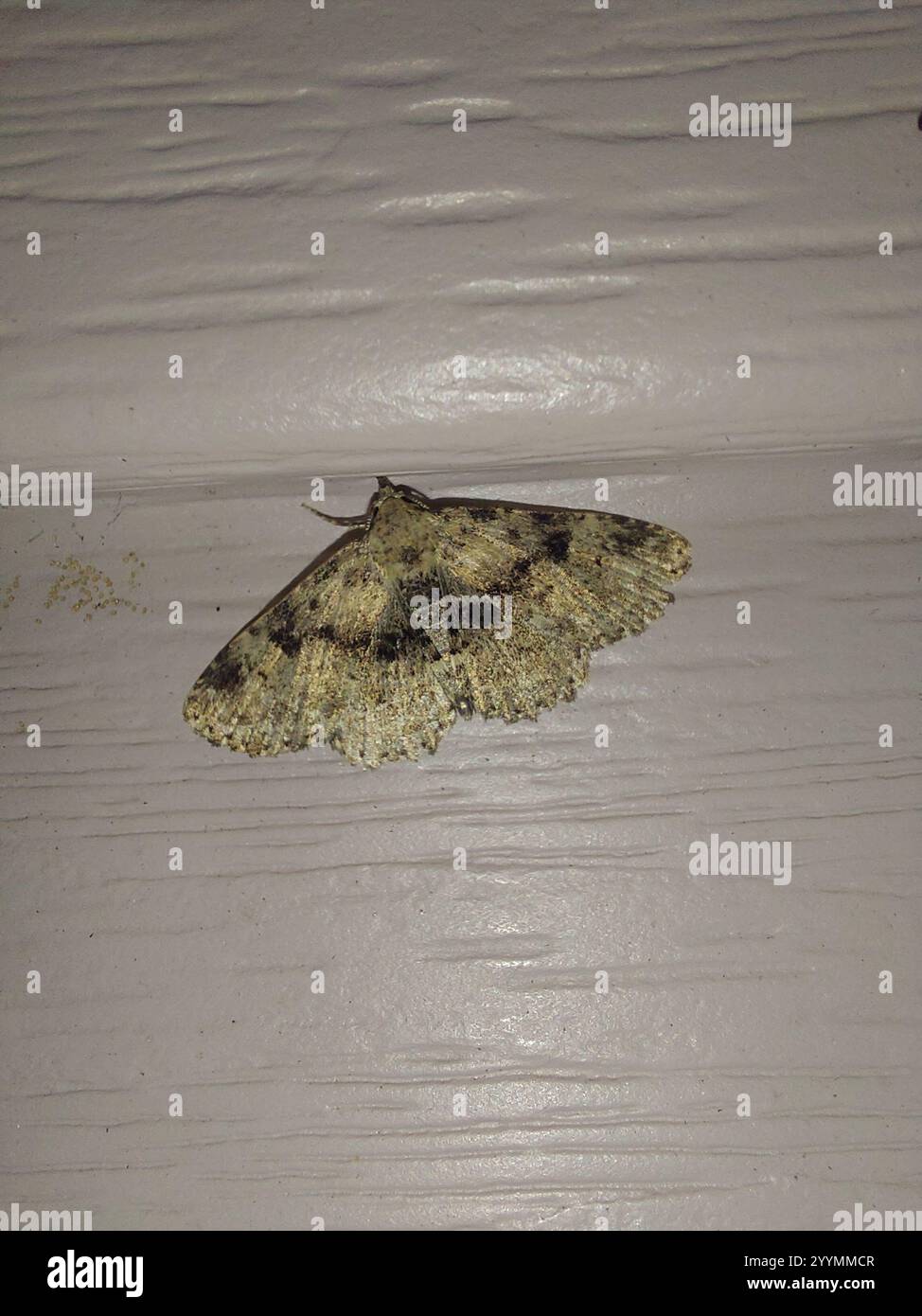 Four-spotted Fungus Moth (Metalectra quadrisignata Stock Photo - Alamy