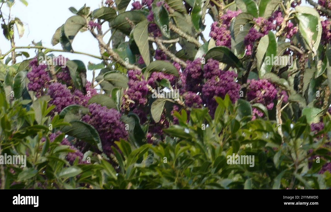 Giant Stinging Tree (Dendrocnide excelsa Stock Photo - Alamy