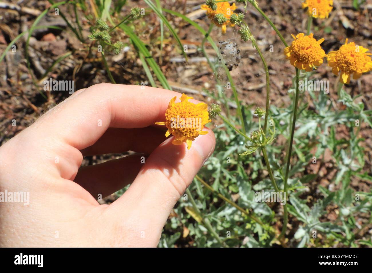 common woolly sunflower (Eriophyllum lanatum Stock Photo - Alamy