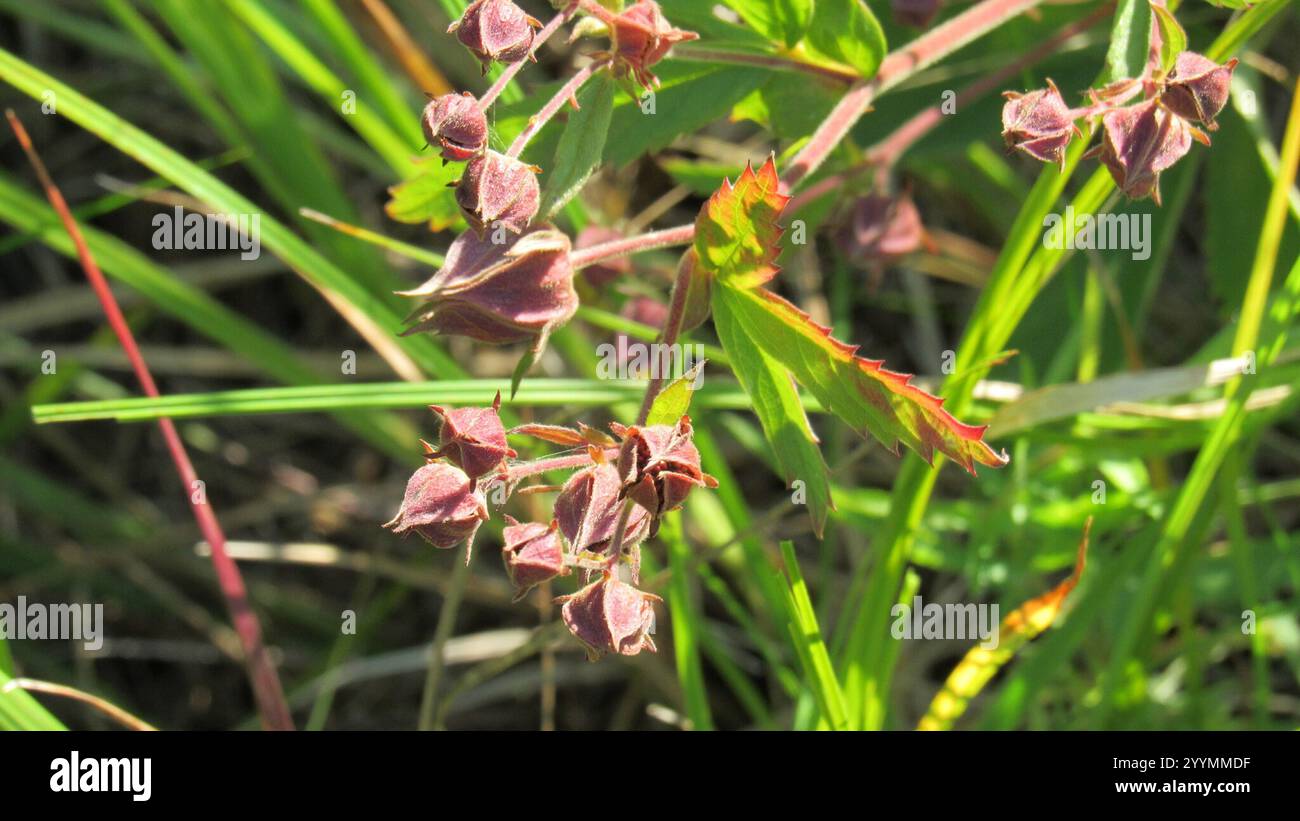 marsh cinquefoil (Comarum palustre Stock Photo - Alamy