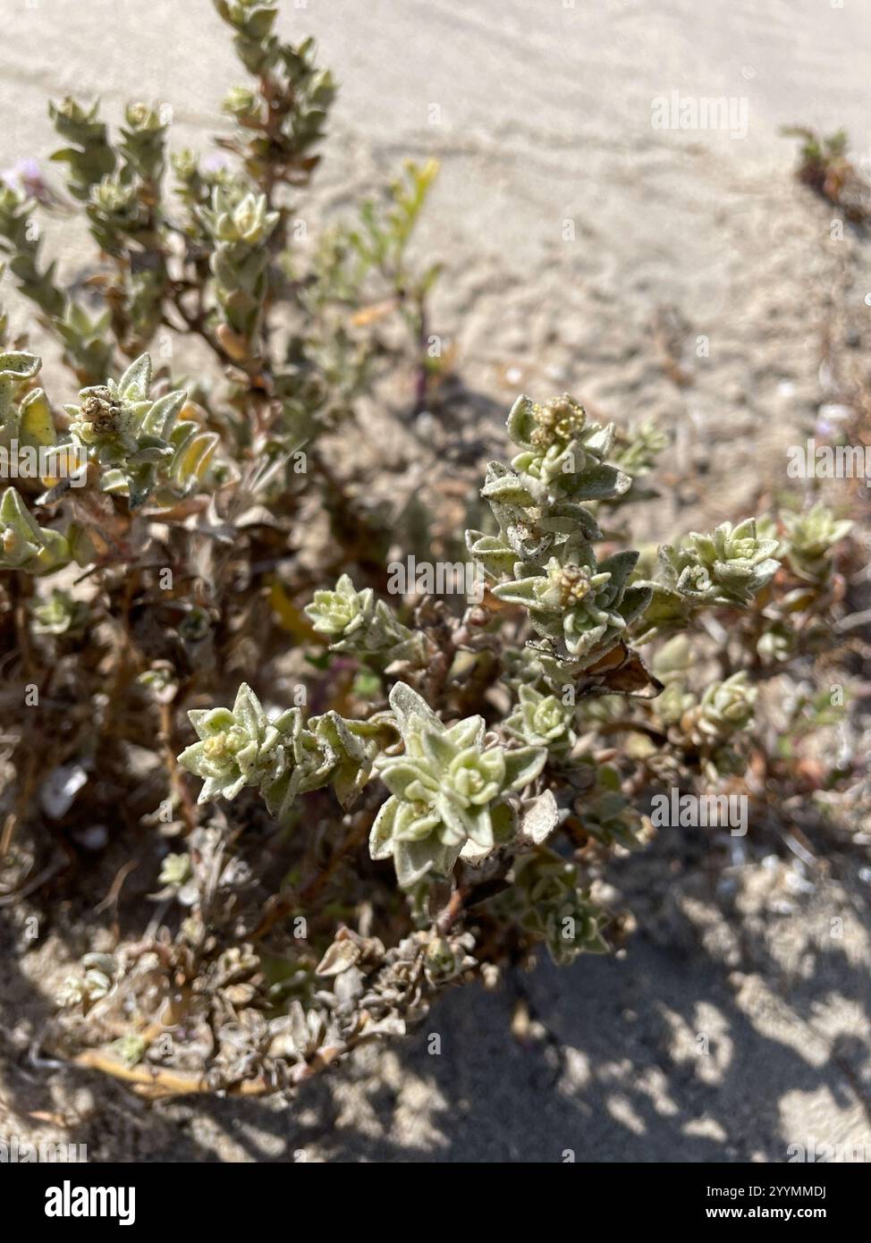 beach saltbush (Atriplex leucophylla Stock Photo - Alamy