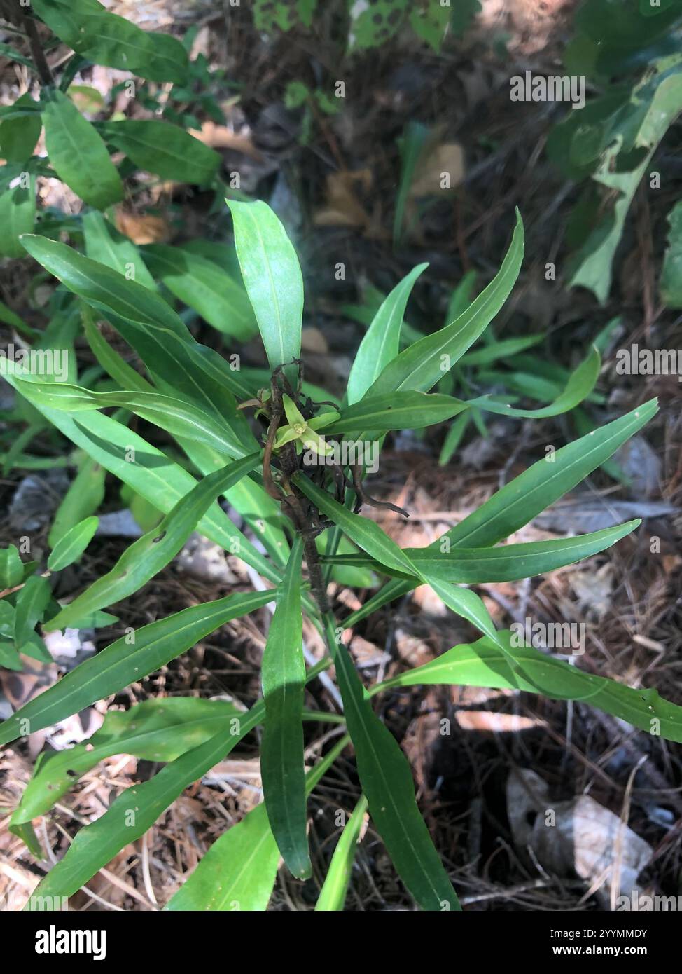 Appalachian blazing star hi-res stock photography and images - Alamy