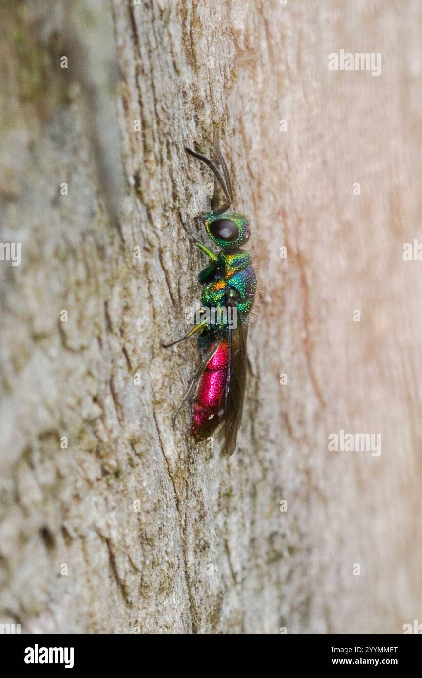 Ruby-tailed Cuckoo Wasps (Chrysis ignita Stock Photo - Alamy