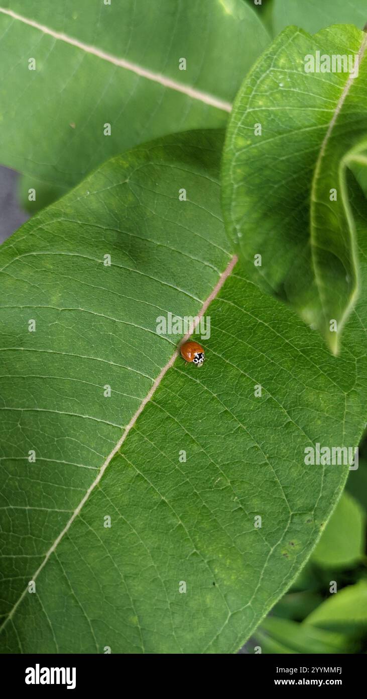 Polished Lady Beetle (Cycloneda munda Stock Photo - Alamy