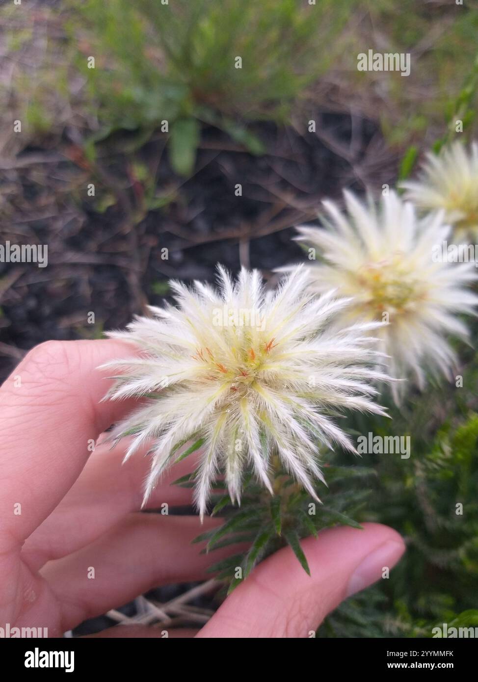 Featherhead Hardleaf (Phylica pubescens Stock Photo - Alamy